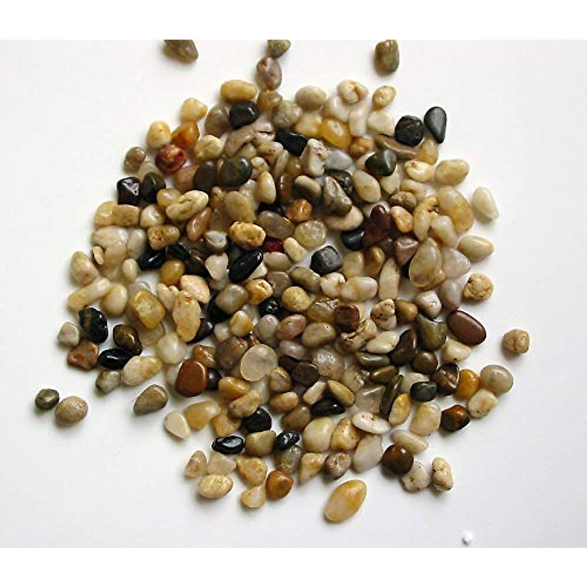 Athena's Garden Modern Black Pot with Polished River Rocks and Lichen. Live Heart-Shaped Hoya Plants Square, Green