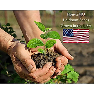 Herb Garden Kit Indoor - Non GMO, Heirloom Herb Seeds - Cilantro, Oregano, Parsley and Basil Seeds for Planting - Gardening Gifts - Made in USA (Herb Garden Kit Indoor)