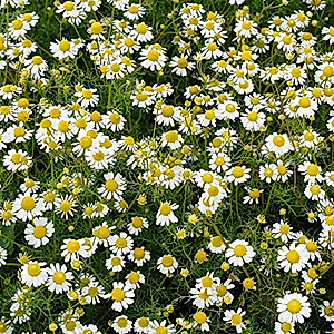 Outsidepride Perennial Roman Chamomile Evergreen Carpet Herb Garden Plants - 25000 Seeds