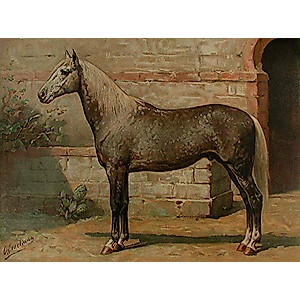 Het Algiersche Paard [Algerian Horse]