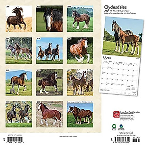 Clydesdales | 2024 12 x 24 Inch Monthly Square Wall Calendar | BrownTrout | Animals Horses