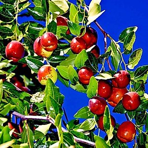 10 JUJUBE Tree Seeds RED Chinese Apple Date Jujuba Superfruit Fast Hardy Plant