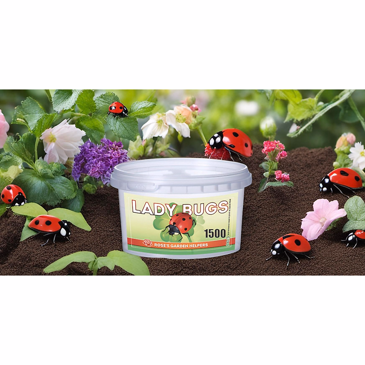 1500 Live Ladybugs - Hippodamia Convergens - Guaranteed Live Deliver - Plastic Container for Moth (1500)