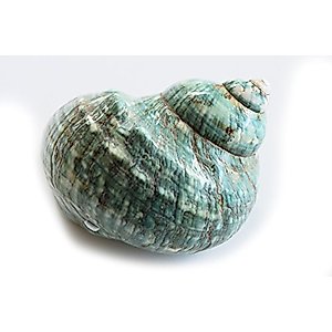 XX-Large Polished Jade Turbo (4 - 4 1/2") 2" Opening Beach Crafts Nautical Decor Large Hermit Crabs - Florida Shells and Gifts