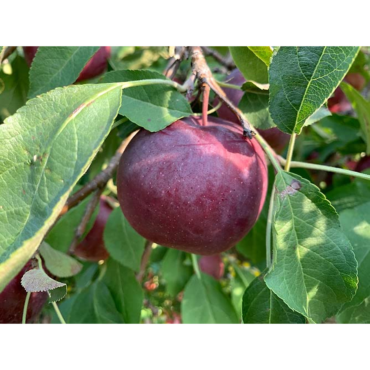 Pixies Gardens (5 Gallon Potted Set of Two Plants) Arkansas Black Apple Tree- Produces Lots of Succulent Sweet Apples- As an Eating Apple Late-Maturing Medium-Sized Apple Deep Red Looks Almost Black.