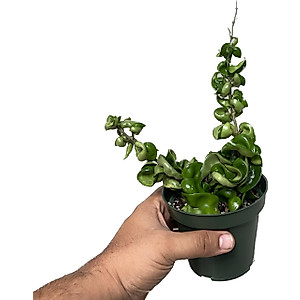 Hoya Compacta aka Hoya Hindu Rope Available in 2", 4", and 6" Pot Live Hoya Plant Air-Purifying Plant (Hoya Compacta, 4" Pot with 2 Plants)