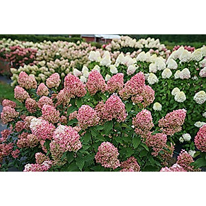 1 Gallon Quick Fire Fab Panicle Hydrangea (Paniculata) Live Plant, White, Pink, and Red Flowers