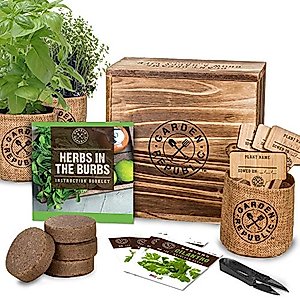 Indoor Herb Garden Starter Kit - Heirloom, Non-GMO Herb Seeds - Basil Thyme Parsley Cilantro Seed, Potting Soil, Pots, Scissors - DIY Grow Kits for Growing Herbs Indoors, Kitchen, Balcony, Window Sill