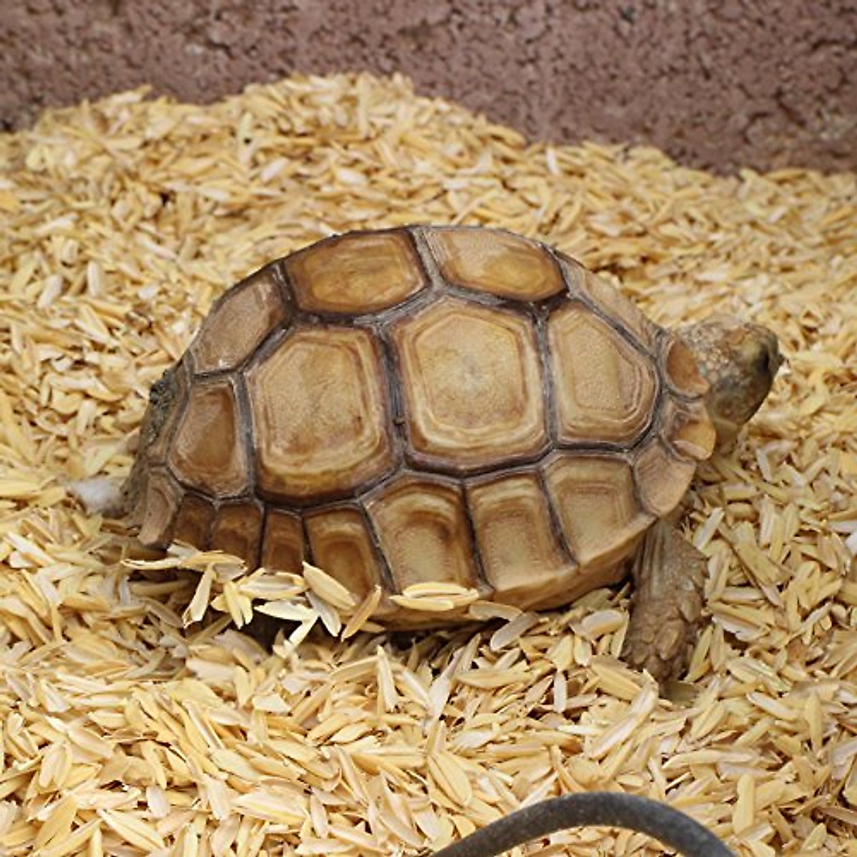 Rice Hulls - Organic Use - 5lb - House Plants – Gardening - Chicken Bedding Nesting