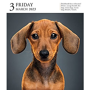 Dog Page-A-Day Gallery Calendar 2023: An Elegant Canine Celebration