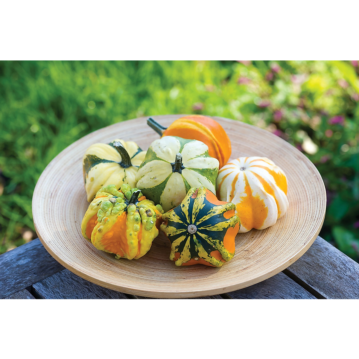 Burpee Daisy Gourd Gourd Seeds 30 seeds