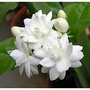 100+ Jasmine Seeds for Planting