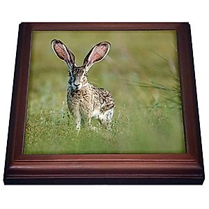3dRose Black-Tailed Jackrabbit, Lepus californicus, Welder Flats, Texas - Trivets (trv_332239_1)
