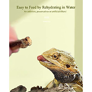 Tasty Freeze Dried Grasshopper Reptile Food for Turtles, Bearded Dragon, Hedgehog,Lizard, Chameleon, Birds (3 OZ)