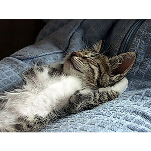 PET SUPPLEMENTS Anxiety Relief for Cats - CAT Relaxant - Keeps Cats Calm and Relaxed - CHEWABLE Treats - cat Calming Products - 2 Bottle (180 Chews)