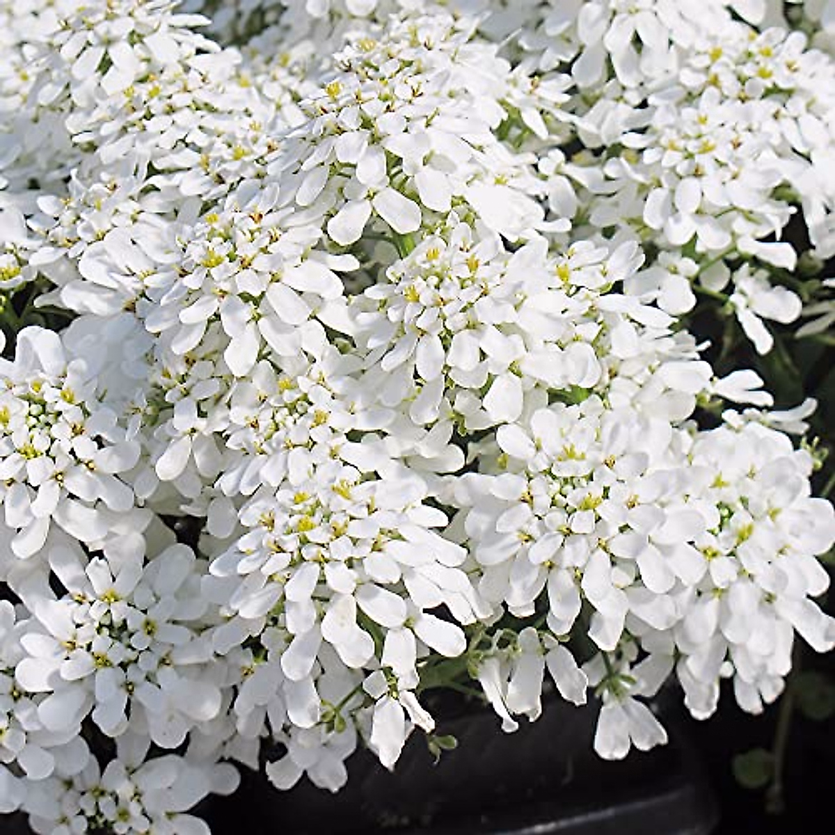 Iberis Sempervirens Seeds Evergreen Candytuft Perennial Ground Cover Showy Attracts Butterflies Drought Tolerant Deer Resistant Rock Garden Outdoor 100Pcs Flower Seeds by YEGAOL Garden