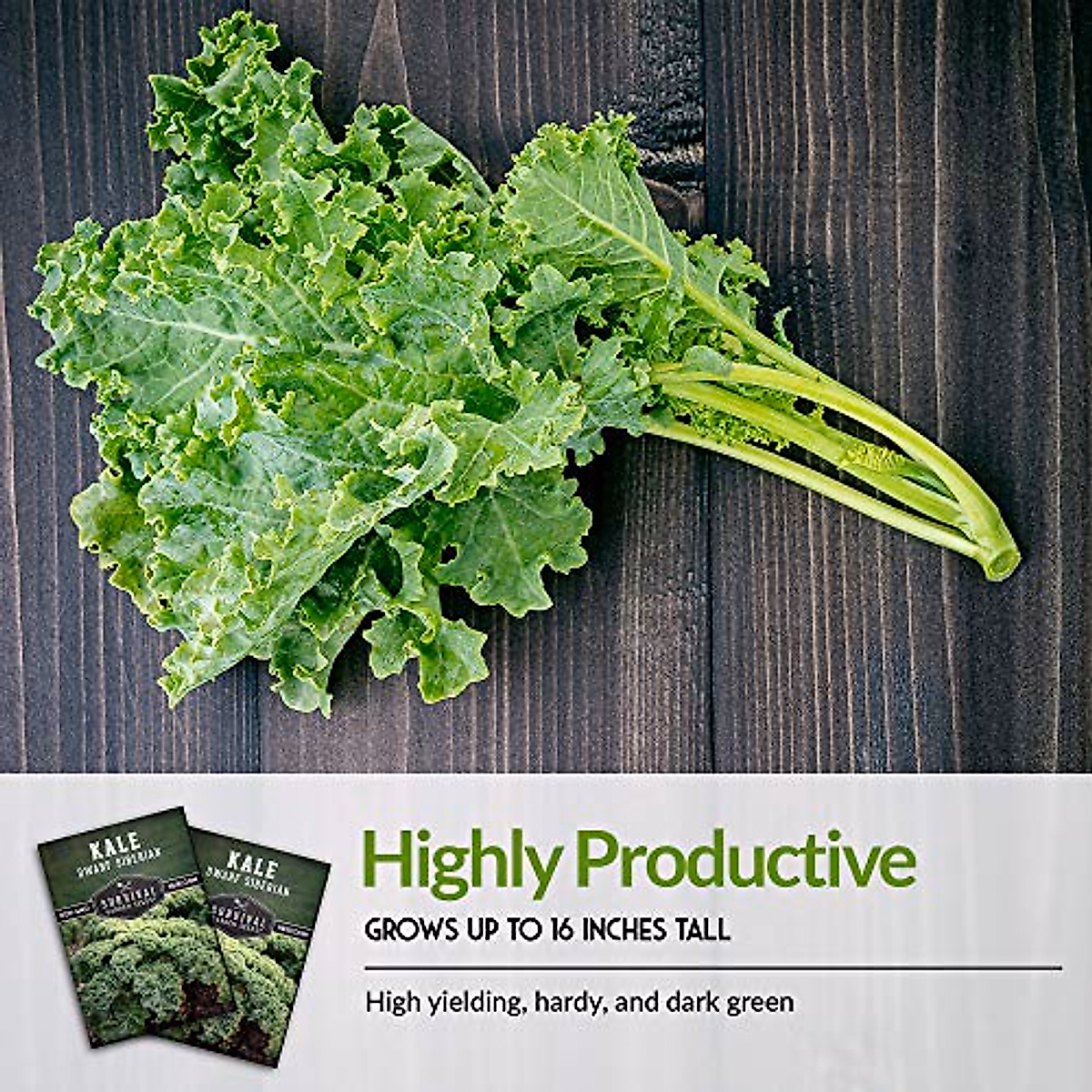 Survival Garden Seeds - Dwarf Siberian Kale Seed for Planting - Packet with Instructions to Plant and Grow Ornamental or Delicious Edible Kale in Your Home Vegetable Garden - Non-GMO Heirloom Variety