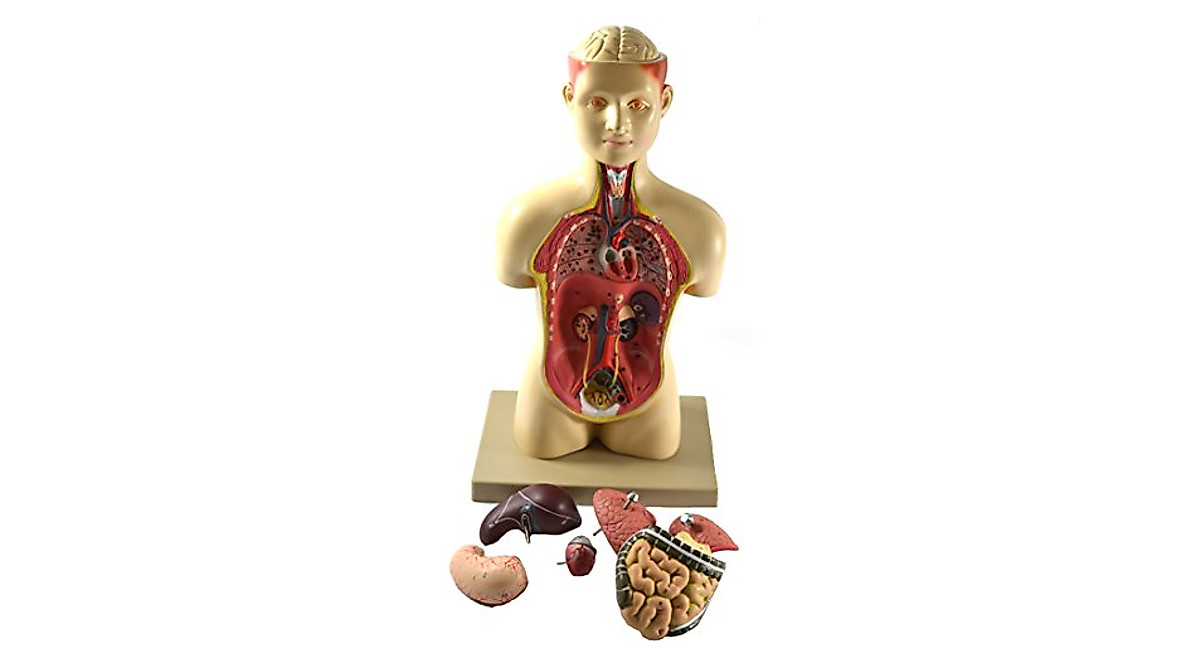 Eisco Labs 17" Human Torso Model - Learn Anatomy