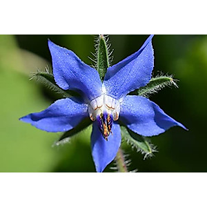 Sow Right Seeds - Borage Seed to Plant - Non-GMO Heirloom Seeds - Full Instructions for Easy Planting and Growing a Kitchen Herb Garden, Indoors or Outdoor; Great Gardening Gift (1)