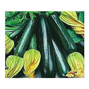 25 Black Beauty Zucchini Summer Squash Seeds for Planting. Non GMO and Heirloom. 3 Grams of Seeds. Garden Vegetable Survival