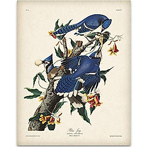 Blue Jays - 11x14 Unframed Art Print - Great Home Decor and a Great Gift for Bird Watchers Under $15