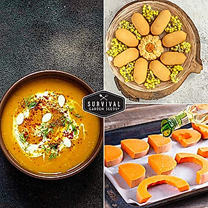 Survival Garden Seeds - Pink Banana Winter Squash Seed for Planting - Pack with Instructions to Plant and Grow Unique Winter Vegetables in Your Home Vegetable Garden - Non-GMO Heirloom Variety