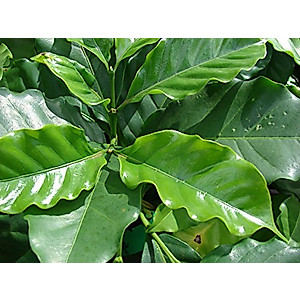 Seeds4planting - Seeds Arabian Coffee Tree Dwarf Plant Mountain Perennial Flowers