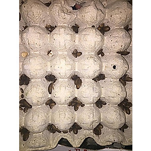 Bad Ass Bugs 250 Small Dubia Roaches