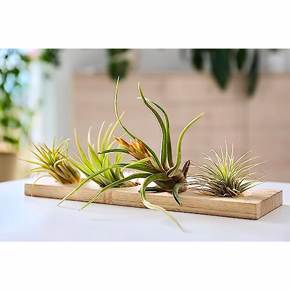 Tillandsia Air Plants Live Indoor Plants (6PK), Airplants Variety Live Plant Kit, Tropical Plants Live Houseplants, Air Plant Live Succulents Plants Live Plants Indoor House Plants by Plants for Pets