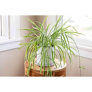 Enchanting Spider Plant - 3 Live Starter Plants in 2 Inch Pots - Chlorophytum Comosum - Nature's Green Symphony for Your Home