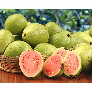 100 Guava Fruit Tree Seeds for Planting - Exotic and Delicious Tropical Fruit. Great for Live Indoor Bonsai Tree - Fruit Seed for Sewing
