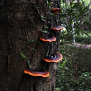 Generic Set of 5 Mushroom Shelf Wall Decor - Outdoor Wall Mounted Small Size Mushroom Rack for Reptile Shelf, Black, mgj-0324