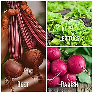Summer Garden Heirloom Vegetable Seeds - ~5,000+ Total Seeds, 7 Varieties of Seeds to Sow in Summer Months - Beet, Lettuce, Radish, Basil, Cabbage, Cucumber, & Squash Heirloom Seeds for Planting