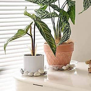 TRUEDAYS 15 Pack(6 inch/8inch/10inch) Clear Plant Saucers Flower Pot Tray Excellent for Indoor & Outdoor Plants