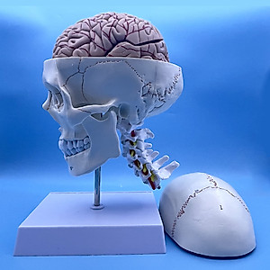 QSMYS Human Skull and Brain with Cervical Vertebra Anatomy Model, Life Size Anatomical Model for Science Classroom Study Display Teaching