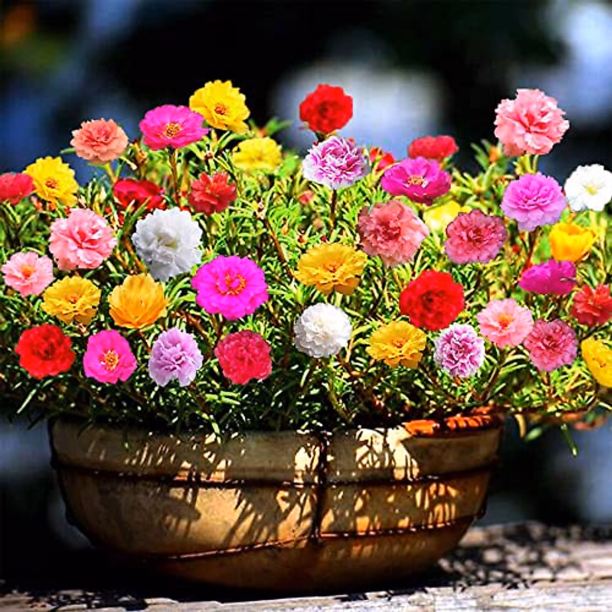 QAUZUY GARDEN Mixed Moss Rose Seeds 1000 Seeds ‘Portulaca Grandiflora’ Flowers for Bonsai Garden Balcony Heat Drought Tolerant Fast-Growing Ground Cover Low-Maintenance