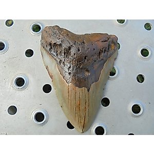 Huge 5 Inch Genuine Fossil Megalodon Shark Tooth!