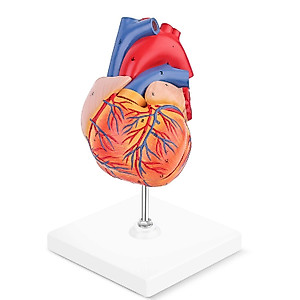 SKUMOD 1:1 Human Heart Model, 2-Part Life Size Accurate Numbered Heart Shows 48 Anatomical Internal Structures Medical Heart Model