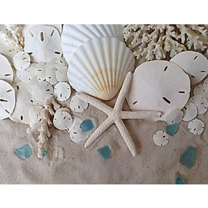 Tumbler Home Small Natural White Sand Dollars - 100 pcs - Wedding Sea Shell for Craft 1 1/4" to 1 1/2" - Real Sanddollars Hand Picked and Packed in Florida