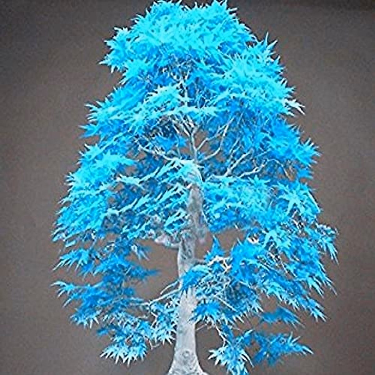 QAUZUY GARDEN 50+ Seeds Blue Maple Acer Tree Seeds for Planting - Dwarf Trident Bloodgood Maple Bonsai Tree Seeds-Easy to Grow & Maintain