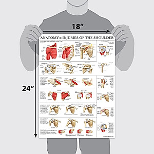Palace Learning 2 Pack - Anatomy and Injuries of The Knee & Shoulder Poster Set - Anatomical Chart Set - Laminated 18" x 24"