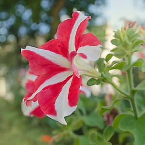 CHUXAY GARDEN 50 Seeds Red and White Star Petunia Seeds,Petunia Integrifolia,Violetflower Petunia, Petunia Violacea Rare Color Flowers Grows in Garden and pots High Germination Rate