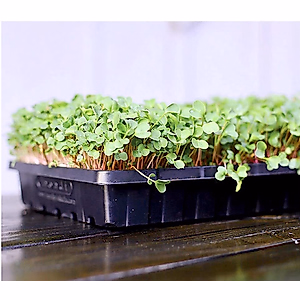 Extra Thick Seedling Growing Trays with Drainage Holes and Humidity Domes with Vents for Control of Humidity, and Temperature Inside. Acts as a Mini Greenhouse for Propagation. (1)