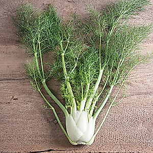 David's Garden Seeds Fennel Fino FBA-00058 (Green) 50 Non-GMO, Heirloom Seeds