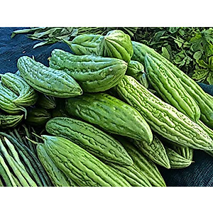 Gaea's Blessing Seeds - Bitter Melon Seeds - Bitter Gourd Heirloom Non-GMO Bittermelon Seeds with Easy to Follow Planting Instructions - 92% Germination Rate (Pack of 1)