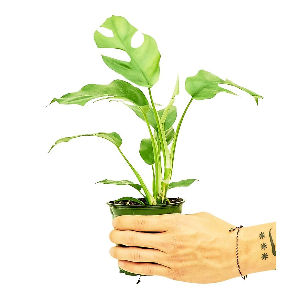 Rooted Mini Monstera, Rhaphidophora tetrasperma, Live, Live Indoor, Home Decor, Easy to Grow, Easy to Care, Outdoor Garden and Low Maintenance Houseplant, 4 inch Pot