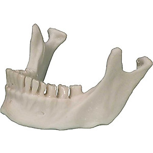 Life Size Model Human Skull Replica Natural Jaw Bone Mandible Life Size Business Name Card Holder
