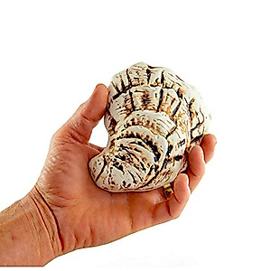 Jefferson Street - Ceramic Oyster Shells for Grilling Baking Cooking -12 Pack - Beautiful, Real Oyster Shell Look- Durable Stoneware Clay and Glaze - Reusable and Easy to Clean - Handmade in USA