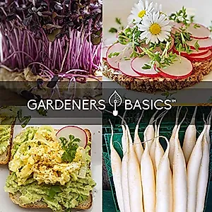 Radish Seeds for Planting 5 Individual Packets - Watermelon, French Breakfast, Champion, Cherry Belle, White Icicle for Your Non GMO Heirloom Vegetable Garden by Gardeners Basics