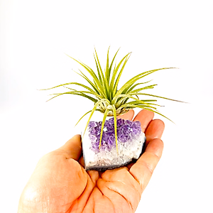 Set of 3 Small Amethyst Crystal Air Plant Holder Includes live Air Plant and Happy Birthday to You Gift Box